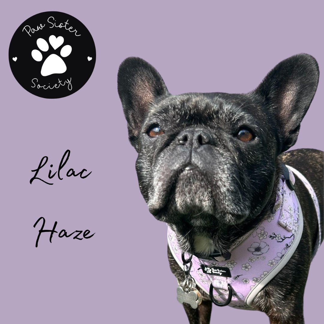 Lilac Haze – Paw Sister Society